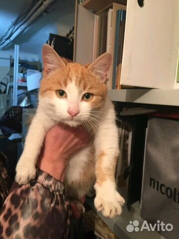 Отдам в добрые руки