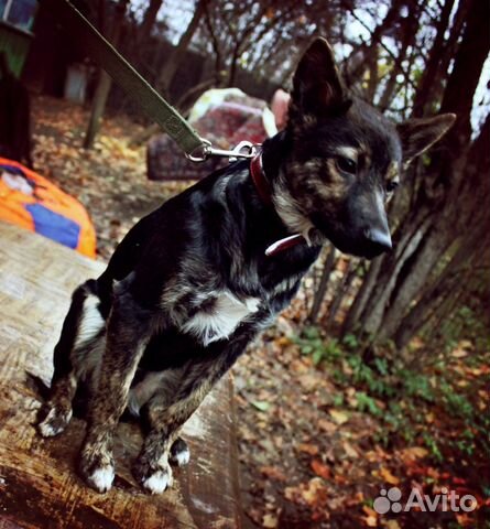 Щенок с красивыми ушами - Кузя ищет дом