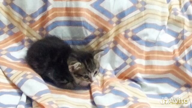 Котенок - девочка в добрые руки