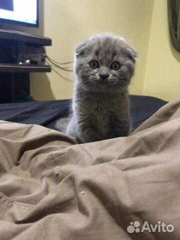 Продается котенок Британец