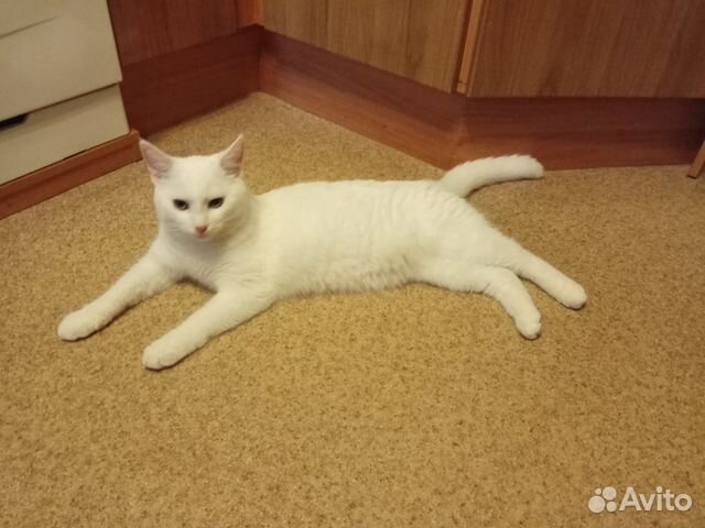 Роскошный белый красавец Степаша в добрые руки