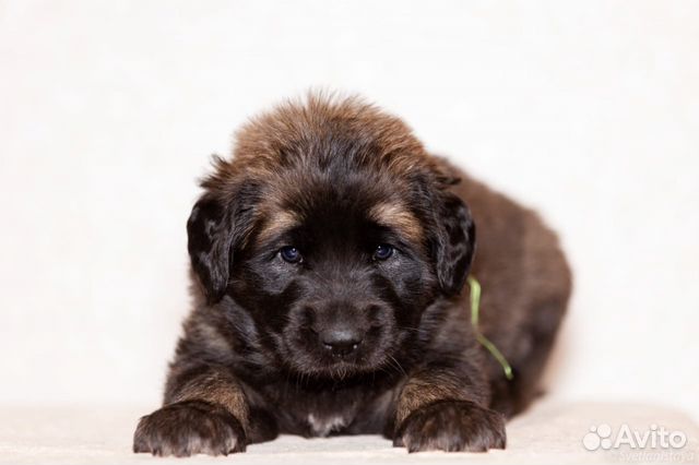 Элитные щенки леонбергера