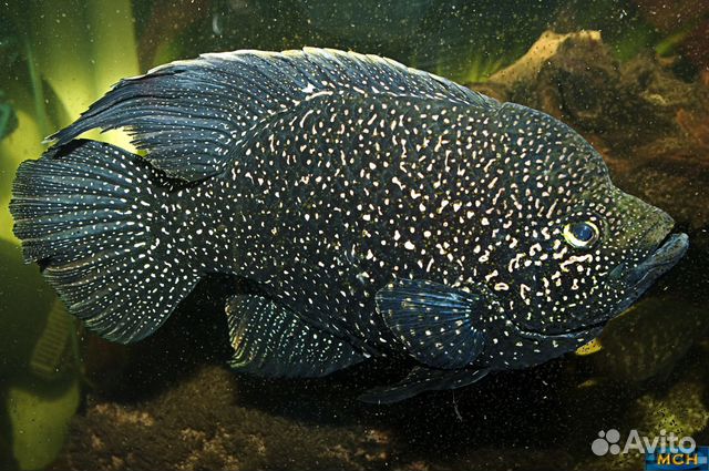 Паратиляпия Поллени