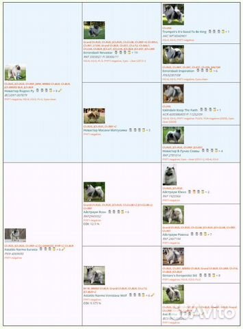 Кеесхонд/Вольфшпиц