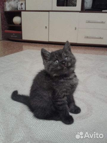 Веселые пушистики- чемоданное настроение