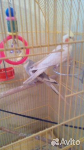 Продам попугаев корелла пара