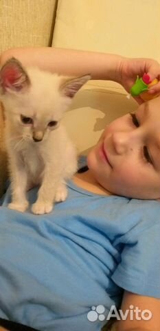 Котёнок