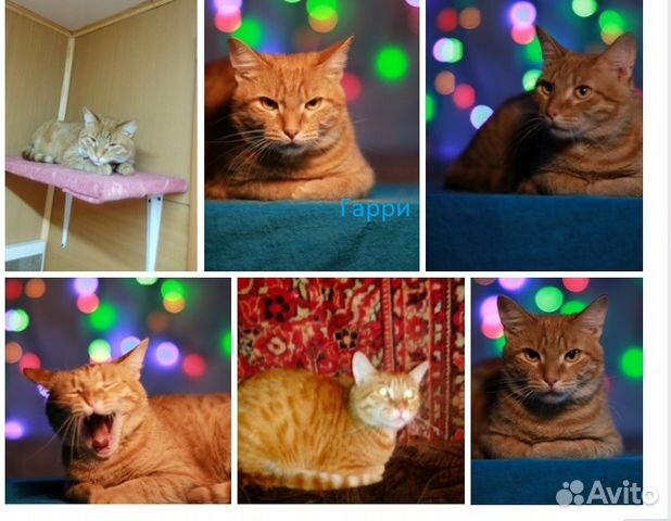 Рыженький апельсиновый котик