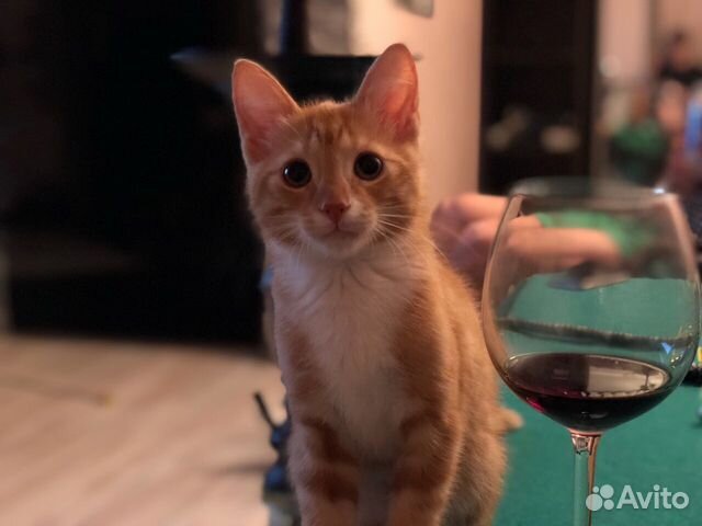 Котейка ищет новый дом