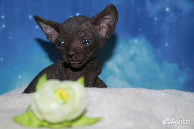 Канадский котик и его братишки