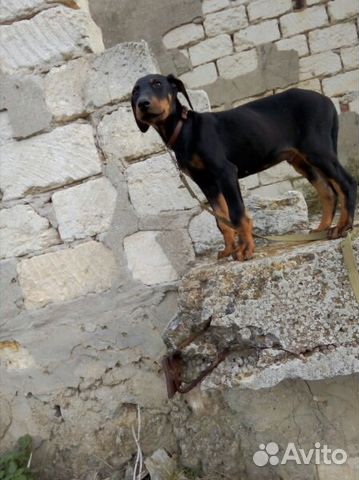 Продам Добермана