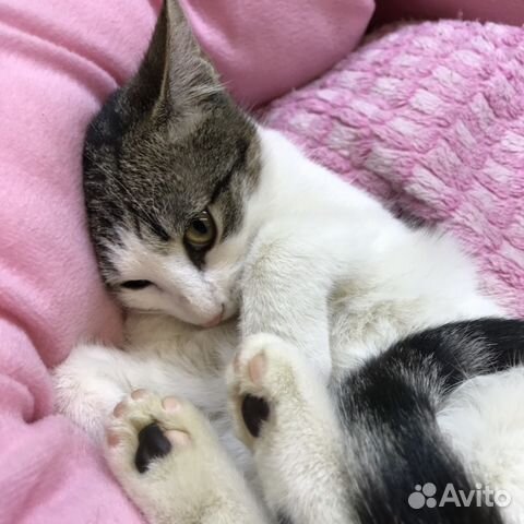 Душечка кошка котёнок 7 месяцев