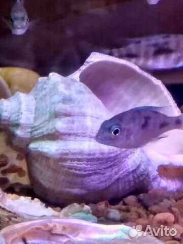 Мальки цихлид Циртокара Мура (голубой дельфин)