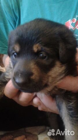 Девочка пинчер