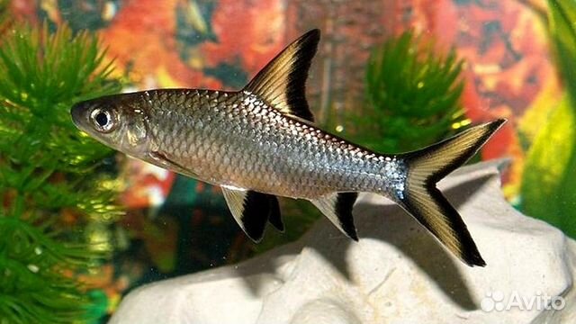 Акулий Балу