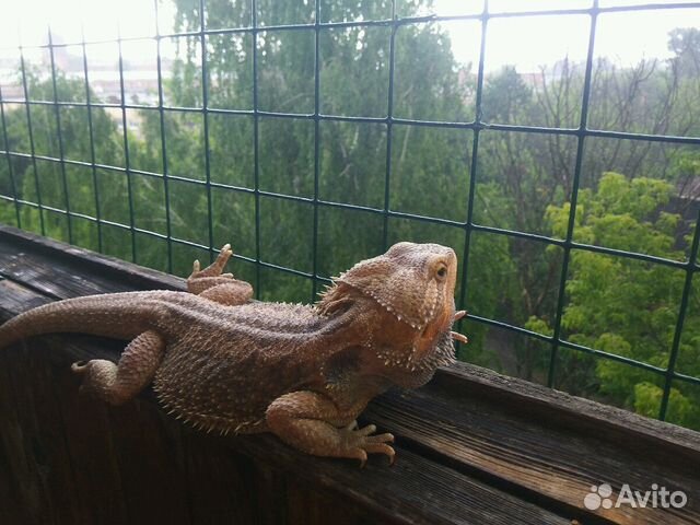 Бородатая агама. Ящерица