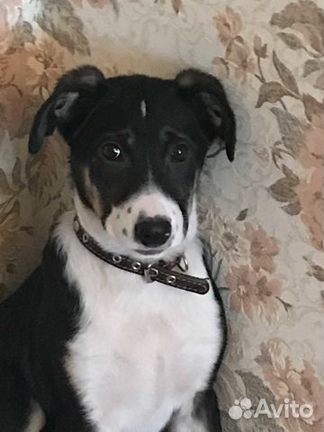 Щенок девочка