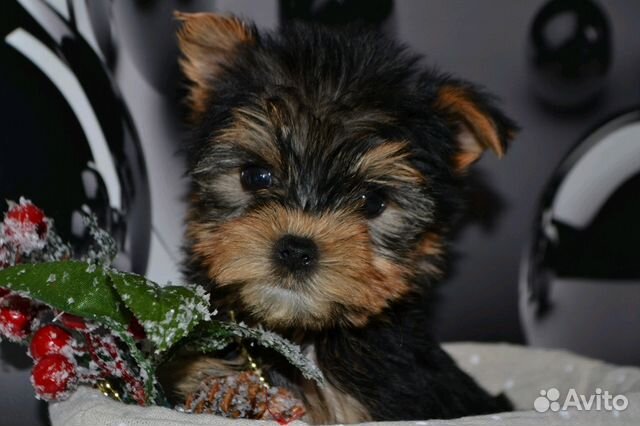 Йорик девочка Мини