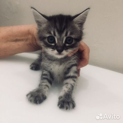 Котёнок в хорошие руки