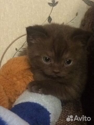 Котята