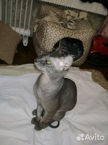 Кот на вязку