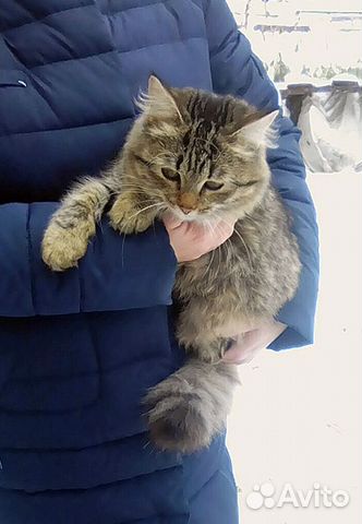 Серая пушистая кошка
