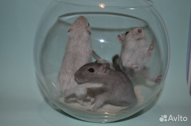 Малыши песчанок