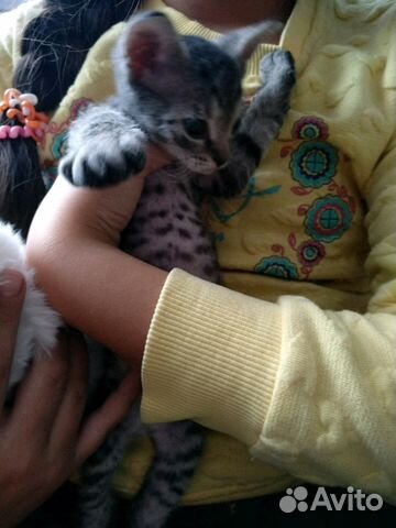 Котята сфинкс