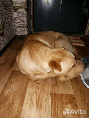 Отдам собаку с добрые руки