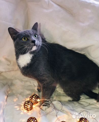 Кошечка Шеба очень ждет свою семью в дар