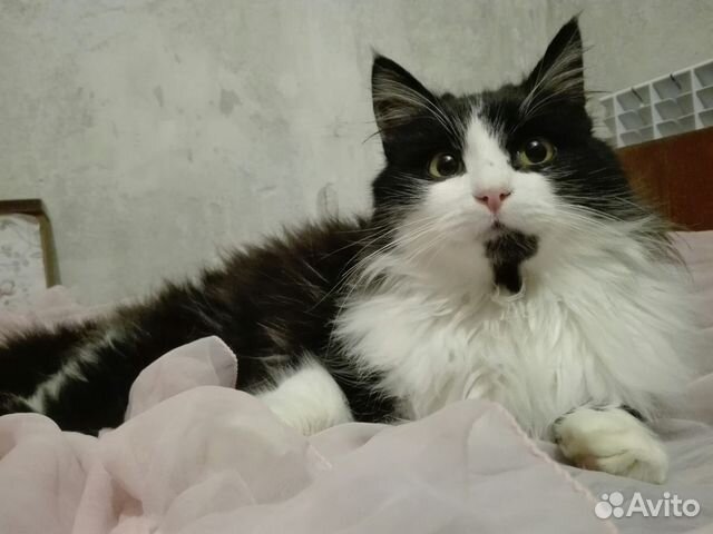 Роскошный Маркиз ищет надежных хозяев