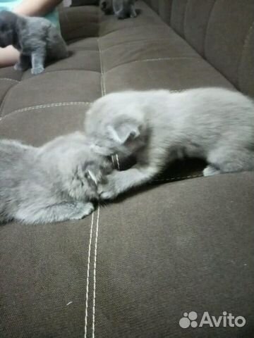 Котята шотландские