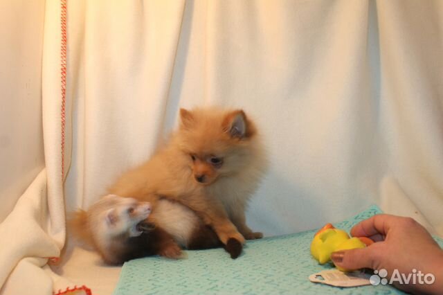 Фретка-декоративный хорек