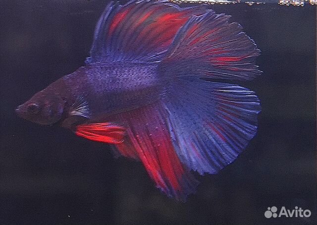 Аквариумая рыбка - петушок
