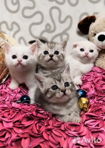 Шотландские плюшевые малыши