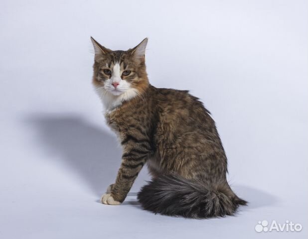 Котенок в дар - Сеня