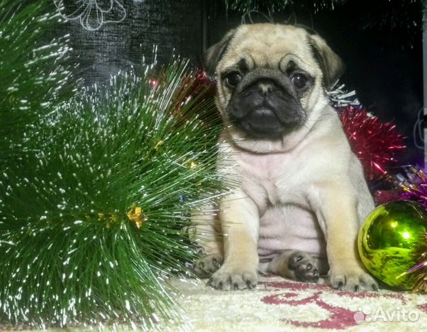 Плюшевые мопсики