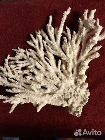 Коралл кустовой и веерный, ракушки С Кубы