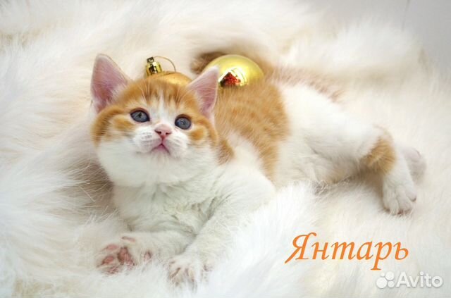 Рыже-белый котик Янтарь