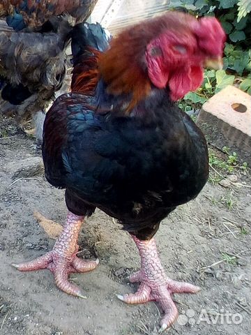Инкубационное яйцо Донг Тао