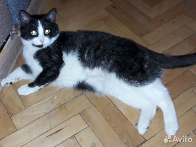 Кошечка Есения