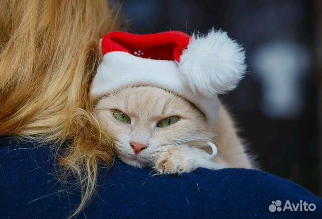 Адель в добрые руки)