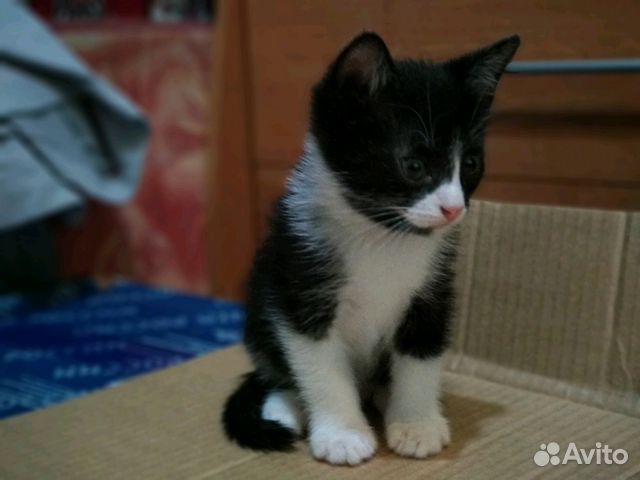Отдадим хорошим хозяевам