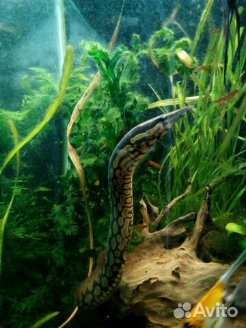 Отдам в добрые руки Мастоцимбел