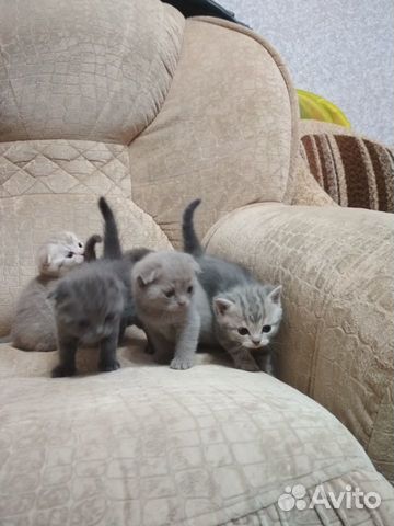 Продам котят