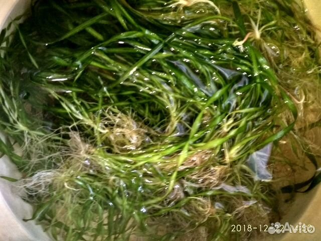 Водоросли валлиснерия