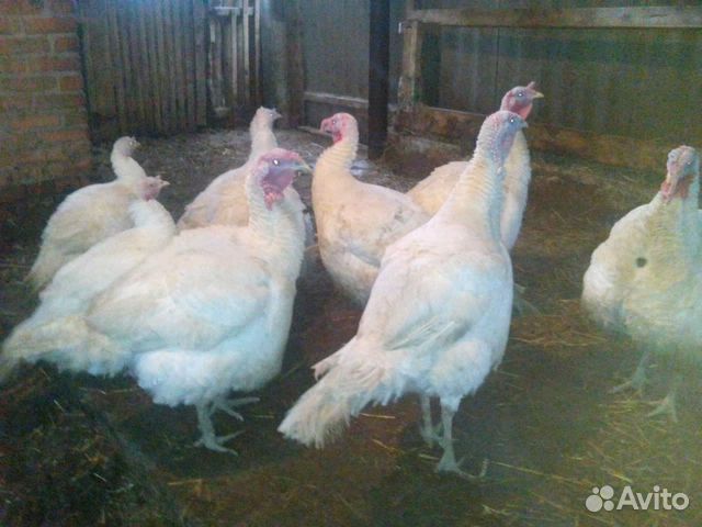 Мясо индейки