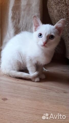 Котенок в добрые руки