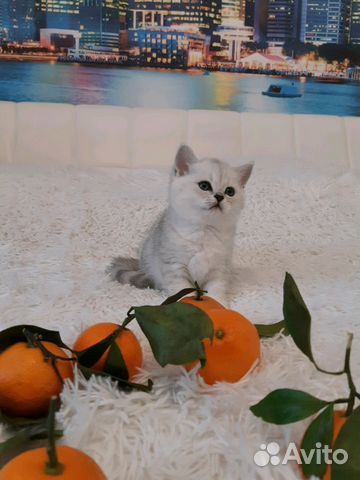 Серебристая шиншилла