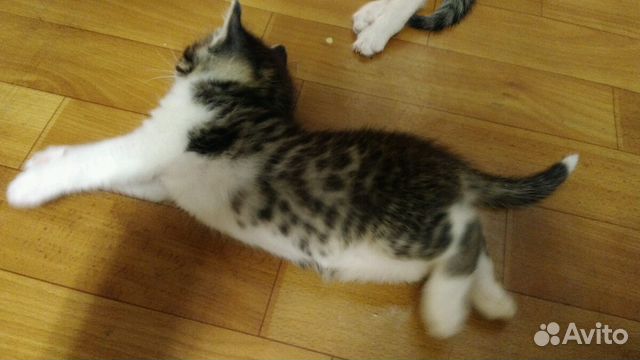 Домашние котята